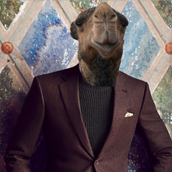 Camel Investing (@Camelinvesting) | Stocktwits