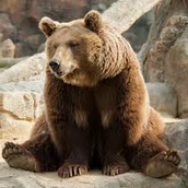 Big Bear (@bbear) | Stocktwits