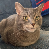 Valorant (@Valorant) | Stocktwits