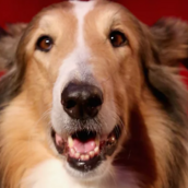 Chrissie (@Scrood_the_Pooch) | Stocktwits