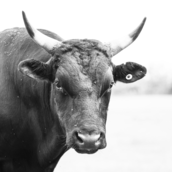 ...Intoku... (@WagyuTheBullNYC) | Stocktwits