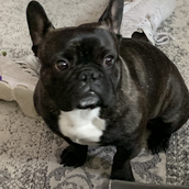 Austin Nickless (@Bull_driven_analysis) | Stocktwits