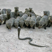 Vinny (@snake151) | Stocktwits