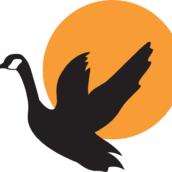 Goose Token (@GooseToken) | Stocktwits