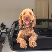 David Brownstein (@dbrownst) | Stocktwits