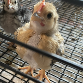 Chuck (@Contorted_Rabbit) | Stocktwits