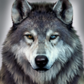 hungry wolf (@The_Hungry_Wolf) | Stocktwits