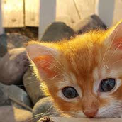 Kit (@LilKitty) | Stocktwits