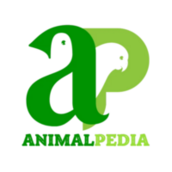 Animal Pedia (@animalpedia) | Stocktwits